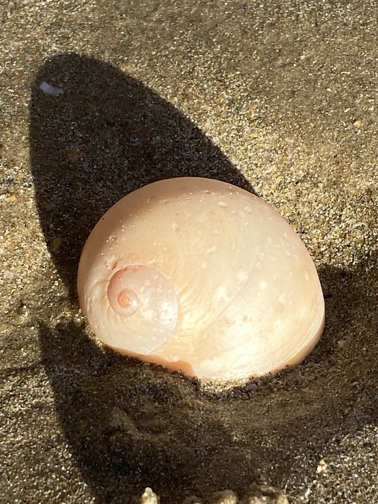 Bladder Moon Snail from Urangan Pier, Urangan, QLD, AU on December 20 ...
