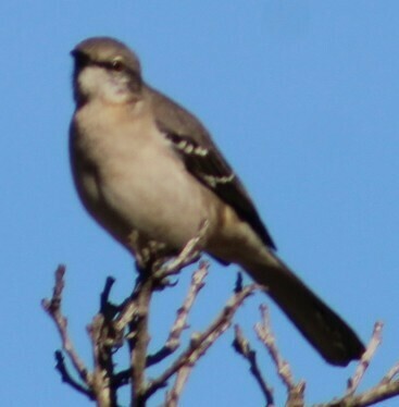 Northern Mockingbird from Morena, San Diego, CA, USA on December 19 ...