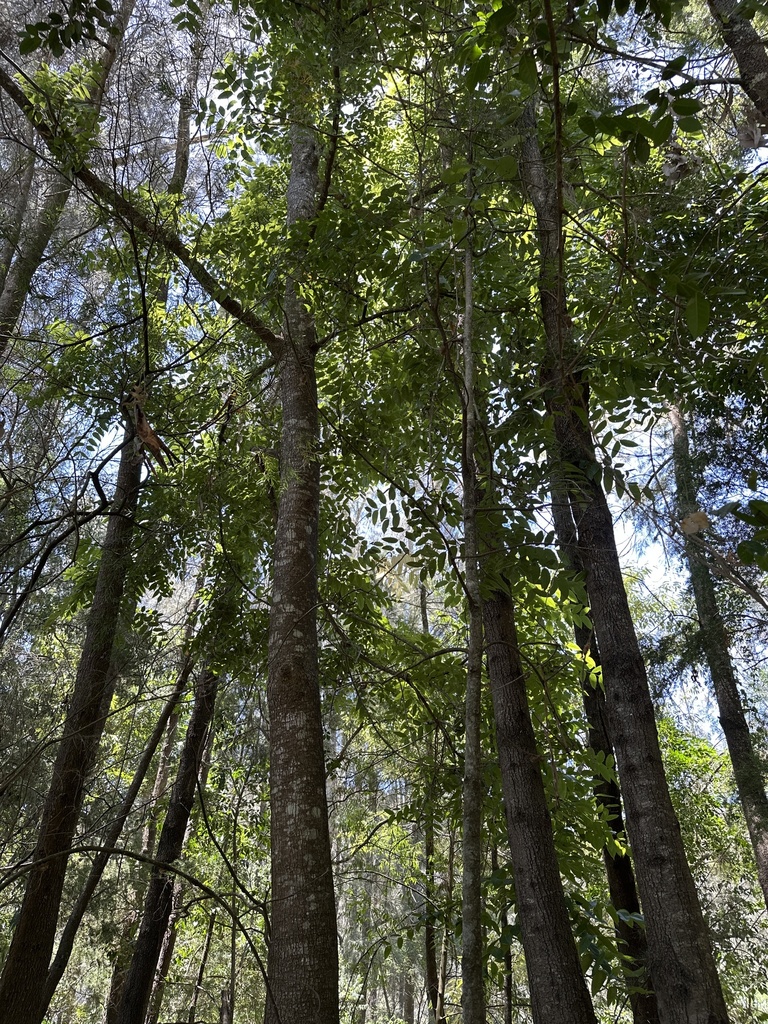 Australian Red Cedar from Wisemans Ferry, NSW, AU on December 20, 2024 ...