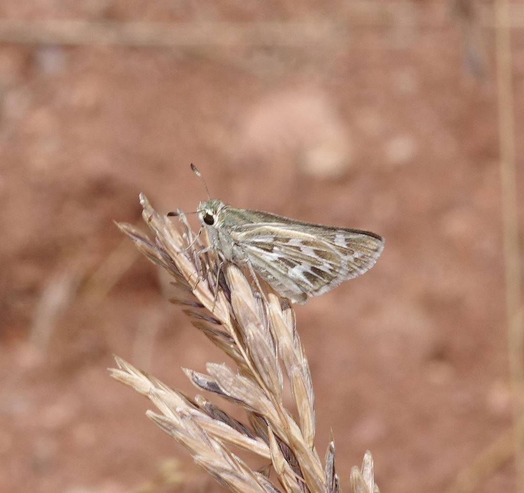 Uncas Skipper from West Colorado Springs, Colorado Springs, CO, USA on ...