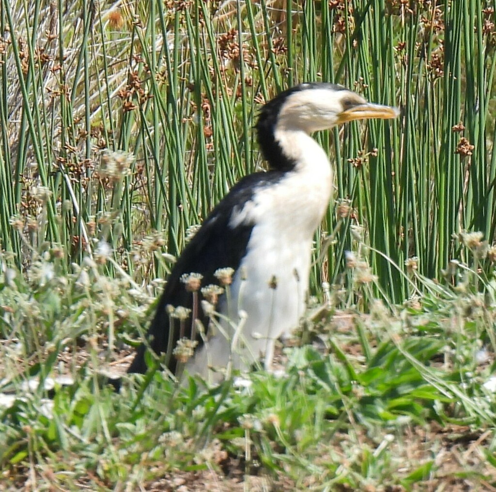 Little Pied Cormorant from Torquay VIC 3228, Australia on December 20 ...