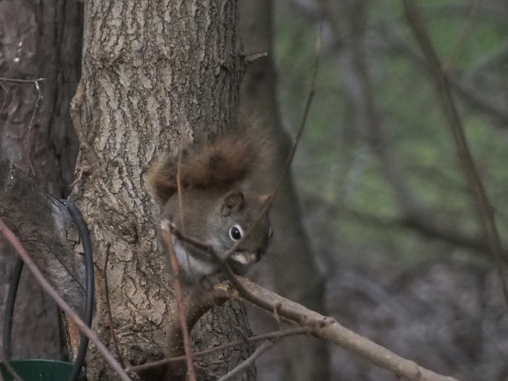 American Red Squirrel in December 2024 by Ken Potter · iNaturalist