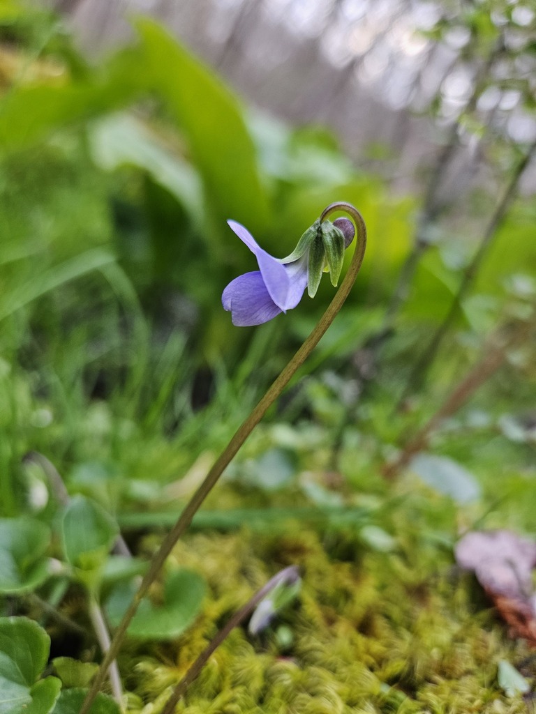 marsh blue violet from Ledyard, CT, USA on April 20, 2024 at 06:57 PM ...