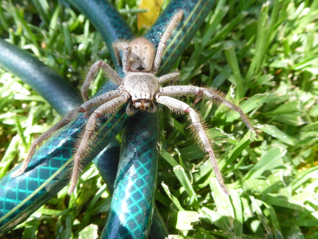 Mountain Huntsman in December 2024 by specedex · iNaturalist