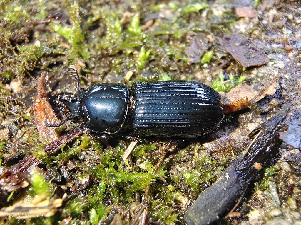 Ceracupes from 中国云南省红河哈尼族彝族自治州屏边苗族自治县 on May 3, 2024 at 04:50 PM by 山雀 ...