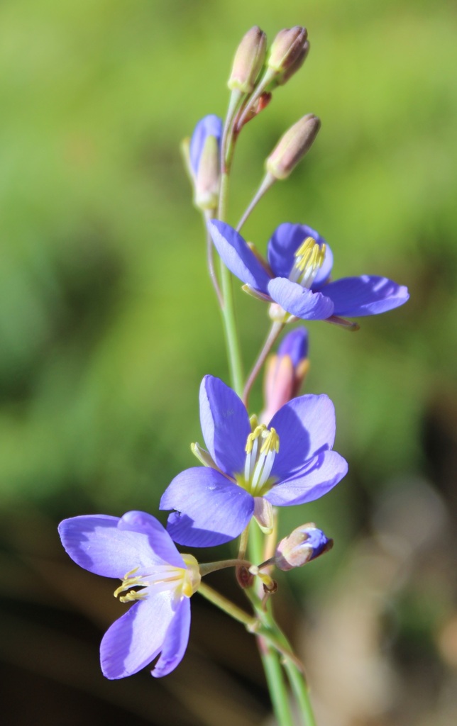 Heliophila linearis linearifolia from Silver Mine (Nature Reserve ...