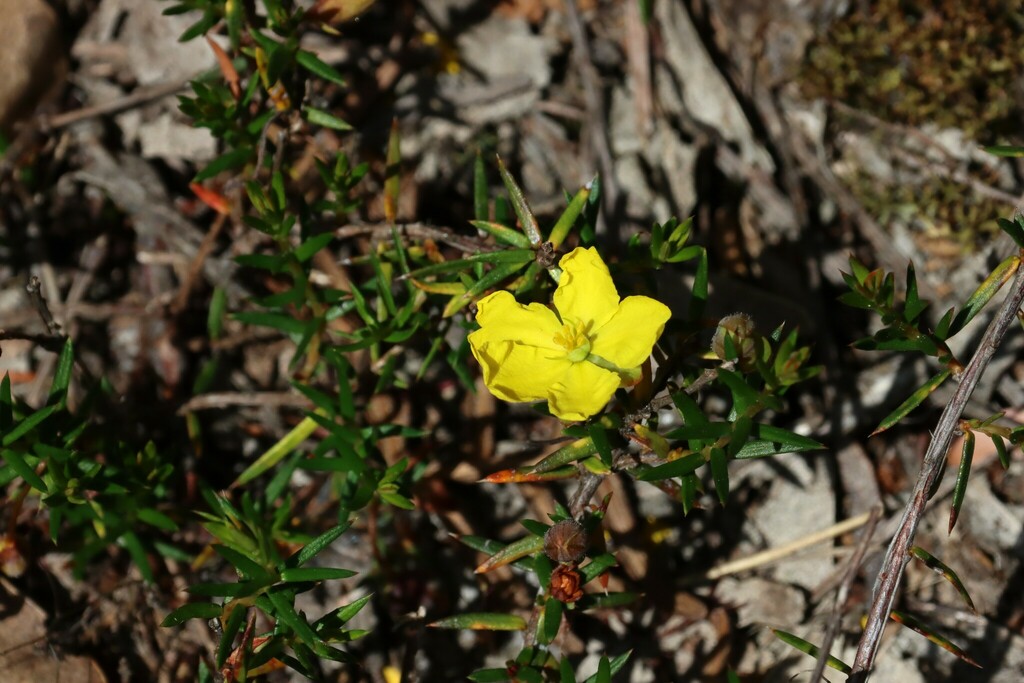 Prickly guinea flower from Melbourne VIC, Australia on November 12 ...