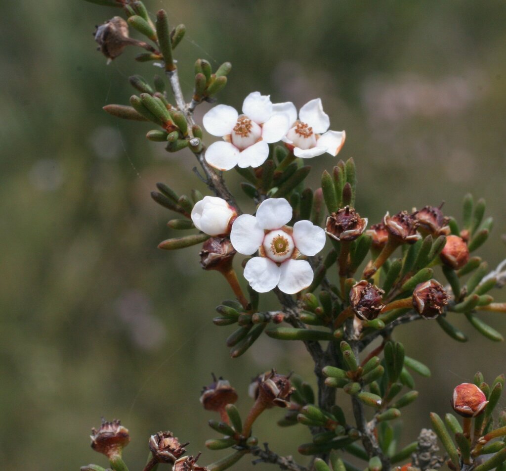 Cyathostemon from Cape Arid National Park on November 23, 2006 by ...