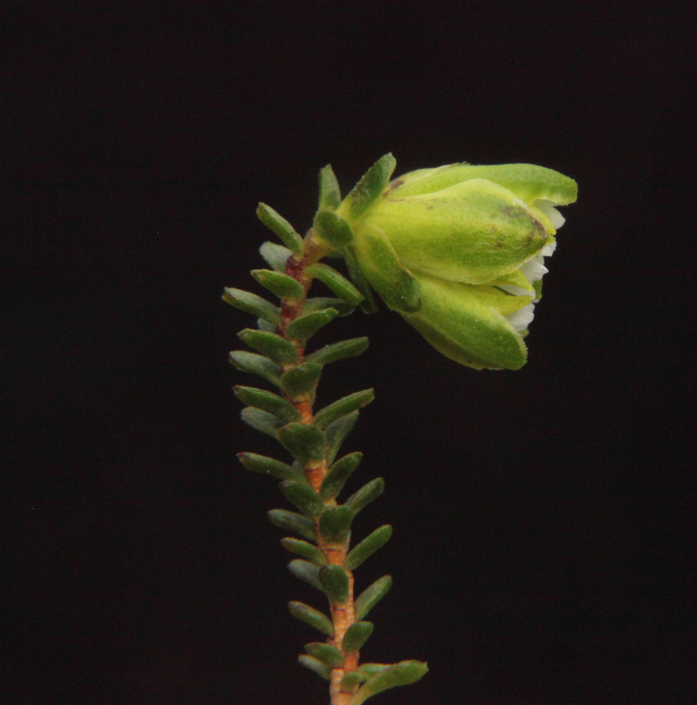 Darwinia from Kundip Reserve on March 21, 2021 by geoffbyrne. WA ...