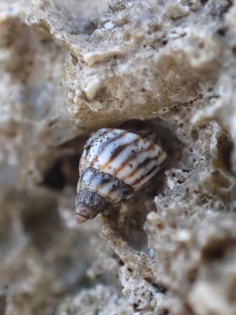 Zebra Periwinkle from Curry Hammock State Park, Marathon, FL, US on ...