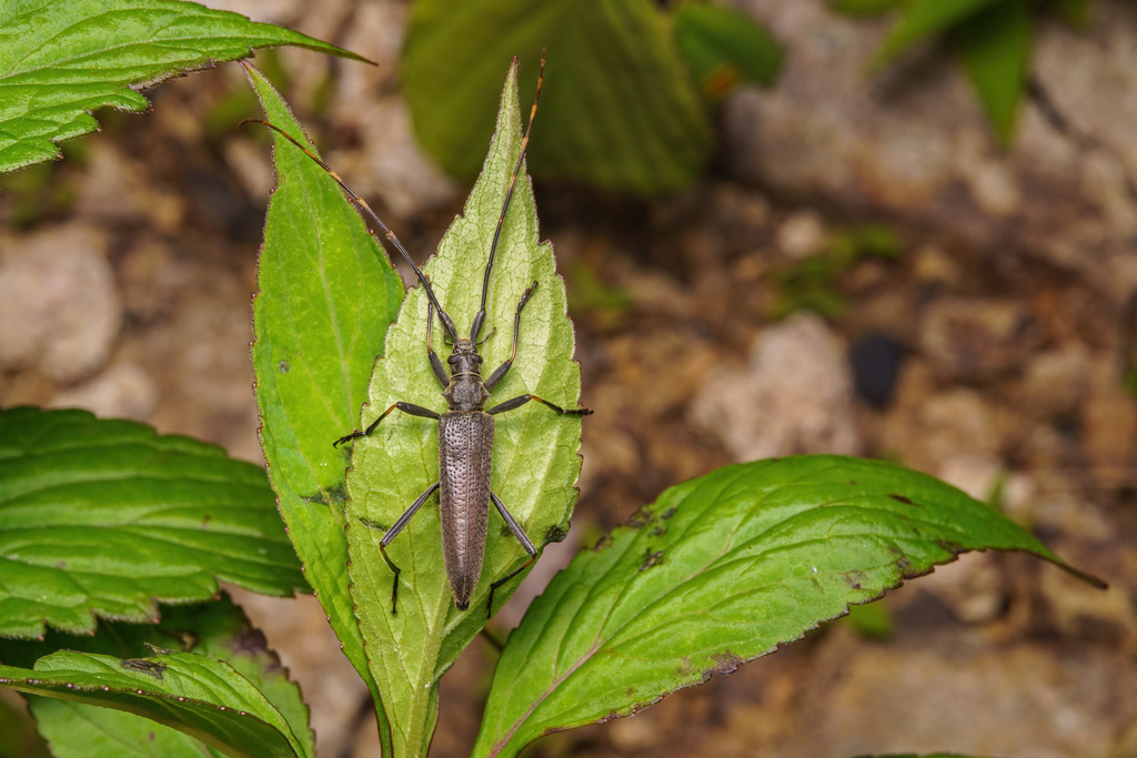 Distenia orientalis from 中国浙江省杭州市临安区 on June 15, 2024 at 09:41 PM by ...