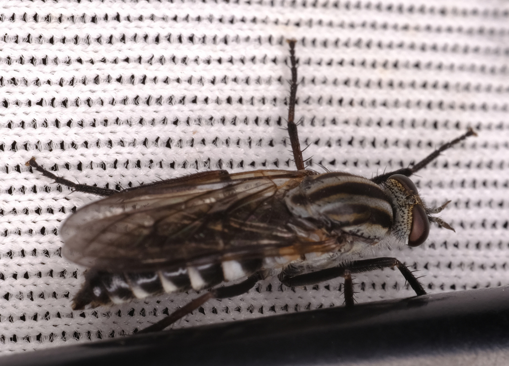 Anabarhynchus from Yuraygir NSW 2464, Australia on December 13, 2024 at ...