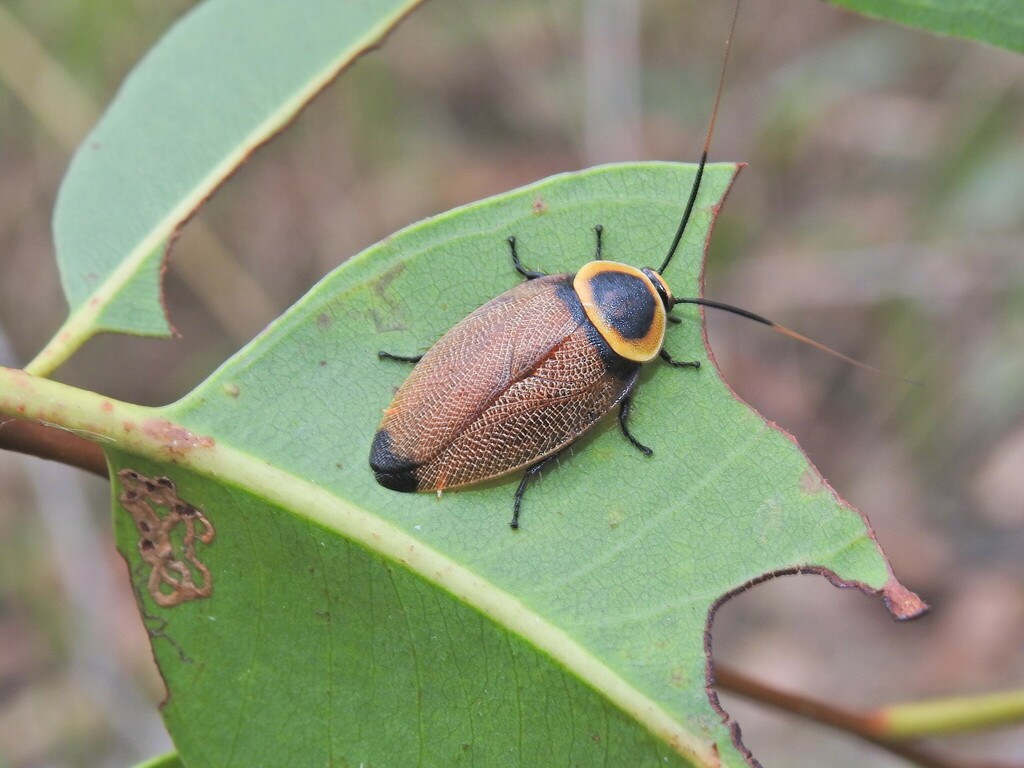 Austral Ellipsidion from Talegalla Weir QLD 4650, Australia on December ...