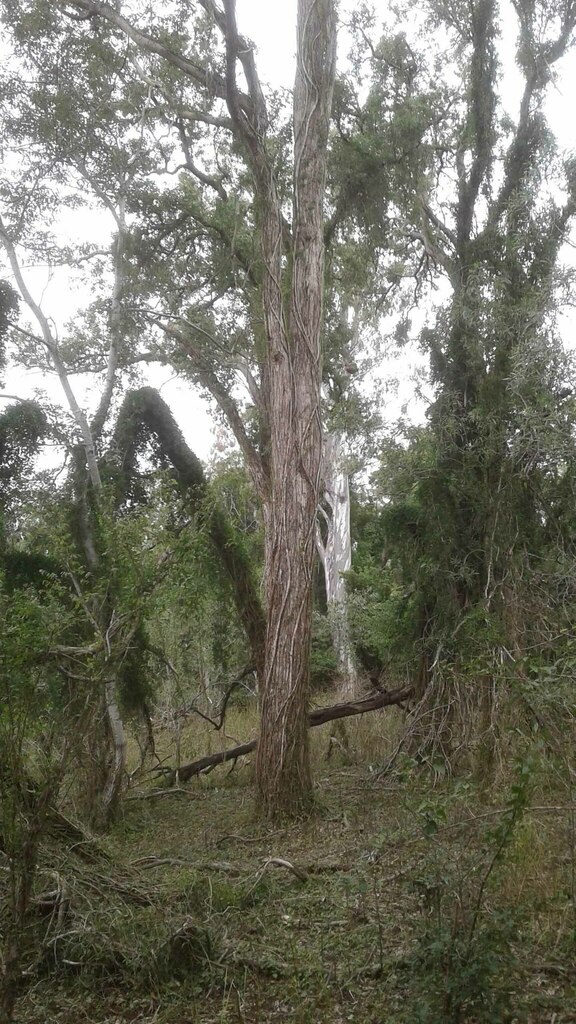 Catclaw vine from Boompa QLD 4621, Australia on June 30, 2020 at 12:05 ...