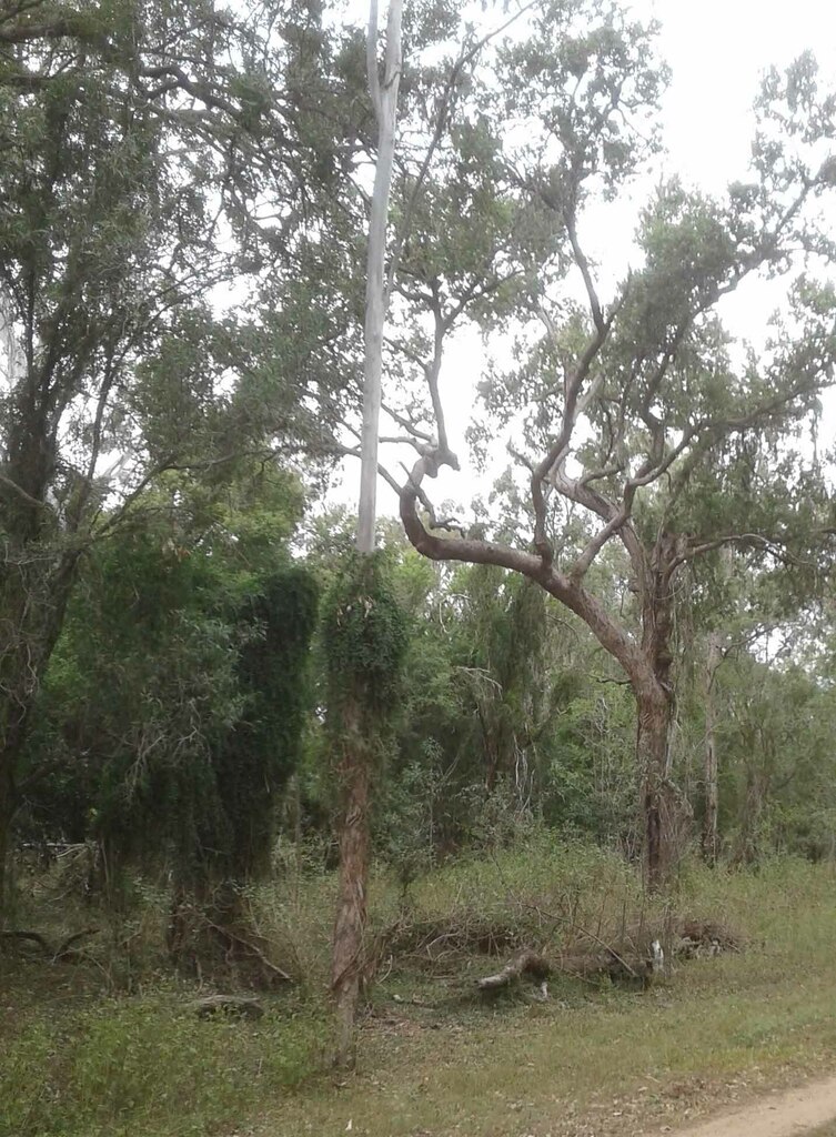 Catclaw vine from Boompa QLD 4621, Australia on June 30, 2020 at 12:08 ...