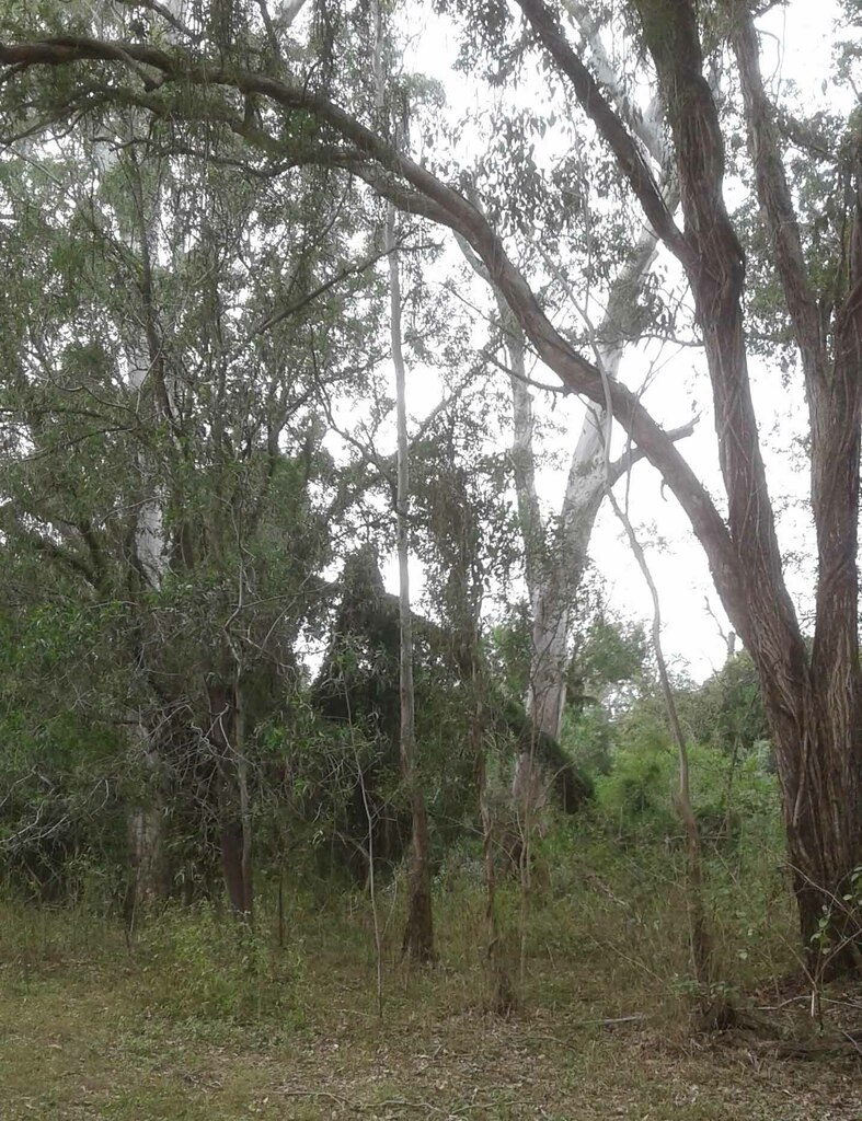 Catclaw vine from Boompa QLD 4621, Australia on June 30, 2020 at 12:08 ...