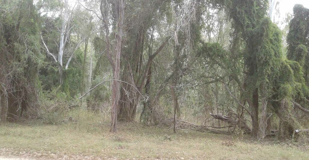 Catclaw vine from Boompa QLD 4621, Australia on June 30, 2020 at 12:09 ...