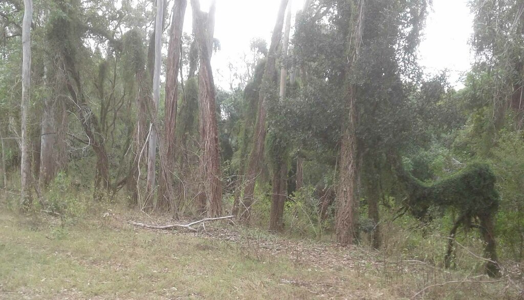 Catclaw vine from Boompa QLD 4621, Australia on June 30, 2020 at 12:09 ...