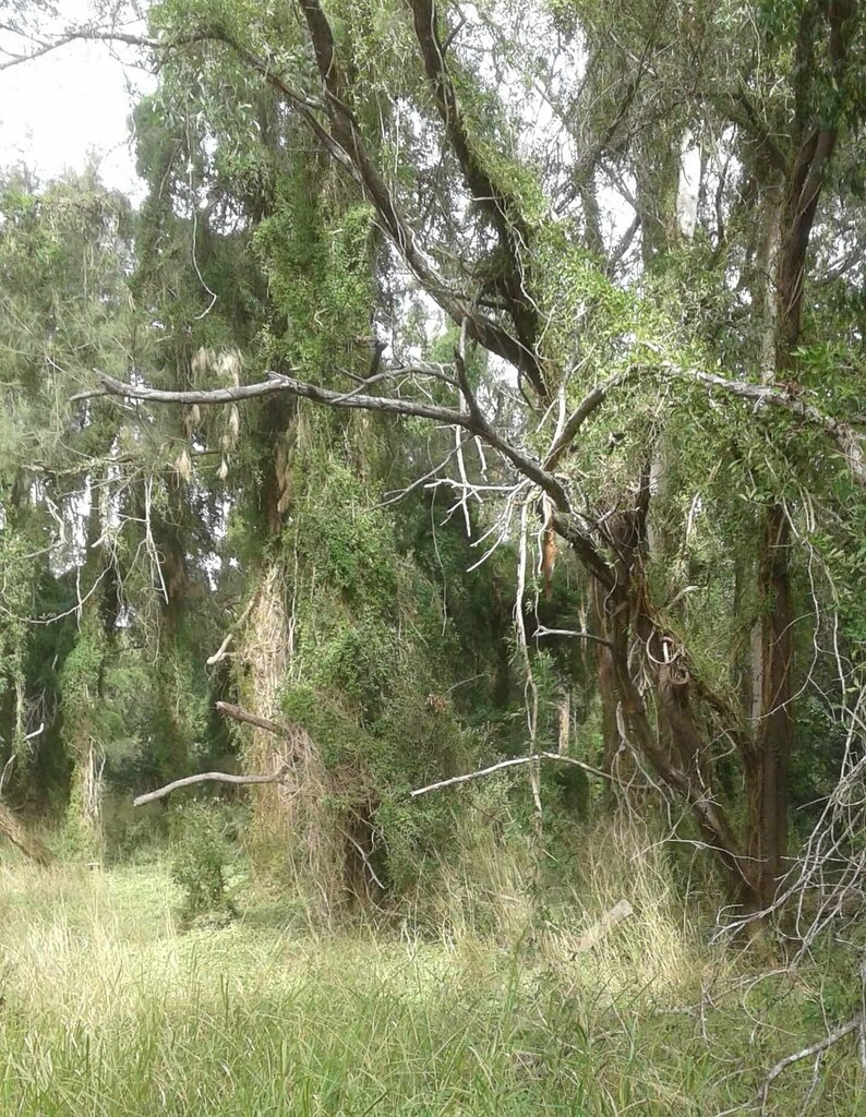 Catclaw vine from Gigoomgan QLD 4620, Australia on June 30, 2020 at 10: ...