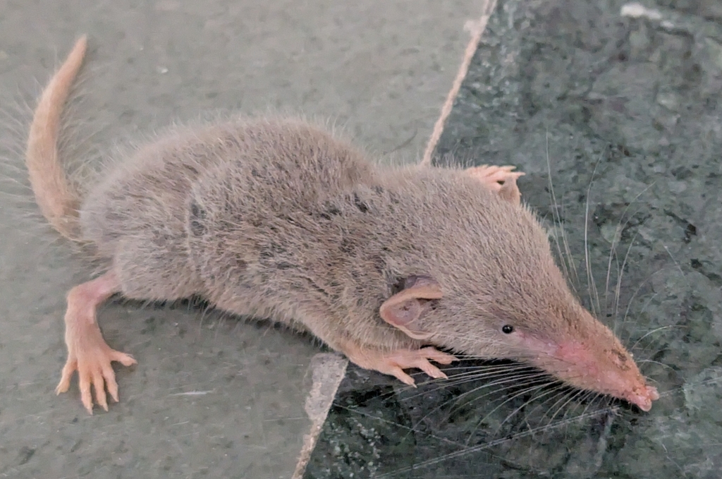 Asian House Shrew from XG7G+W36, Haringhata Farm, West Bengal 741252 ...