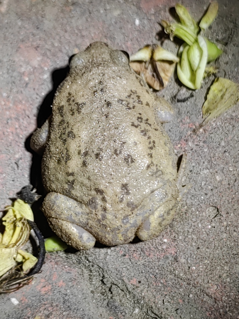 Boreal Digging Frog in July 2022 by 莲子 · iNaturalist