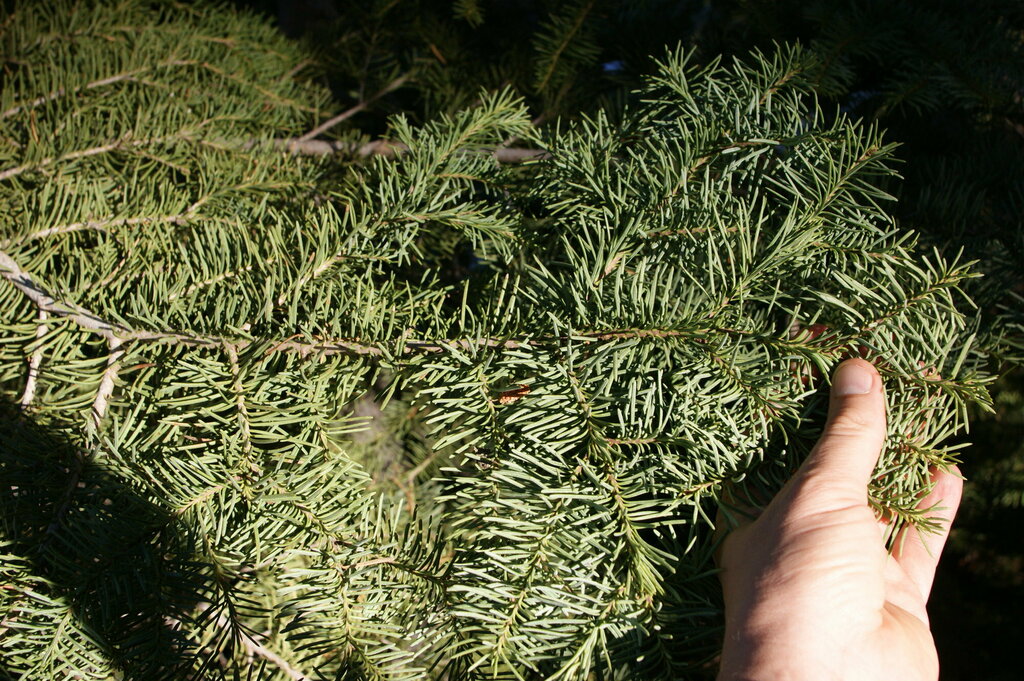 Shasta Red Fir from Siskiyou County, Kalifornien, USA on June 28, 2010 ...