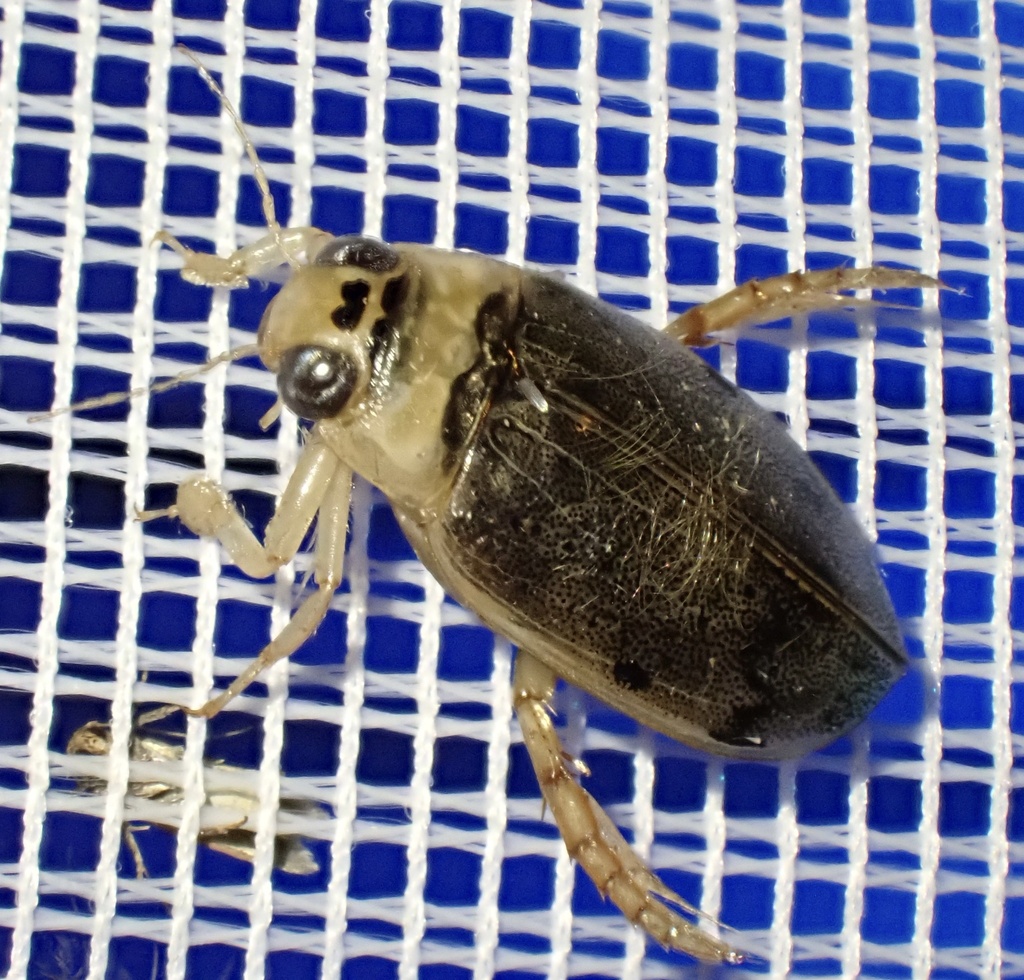 Eretes sticticus from Santuario de Fauna & Flora, Riohacha, La Guajira ...