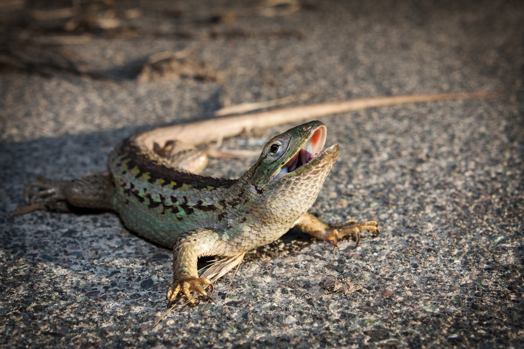 Chilean Tree Iguana (Liolaemus chiliensis) - Snakes and Lizards
