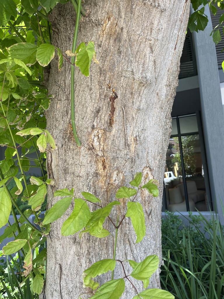 Polyphagous Shot Hole Borer from Hemlock Street, Cape Town, Western ...