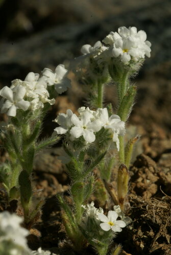 Cryptantha whippleae - Calflora
