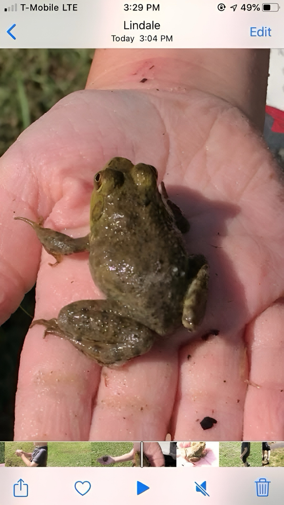 American Bullfrog from US Highway 175 E, Athens, TX, US on December 20 ...