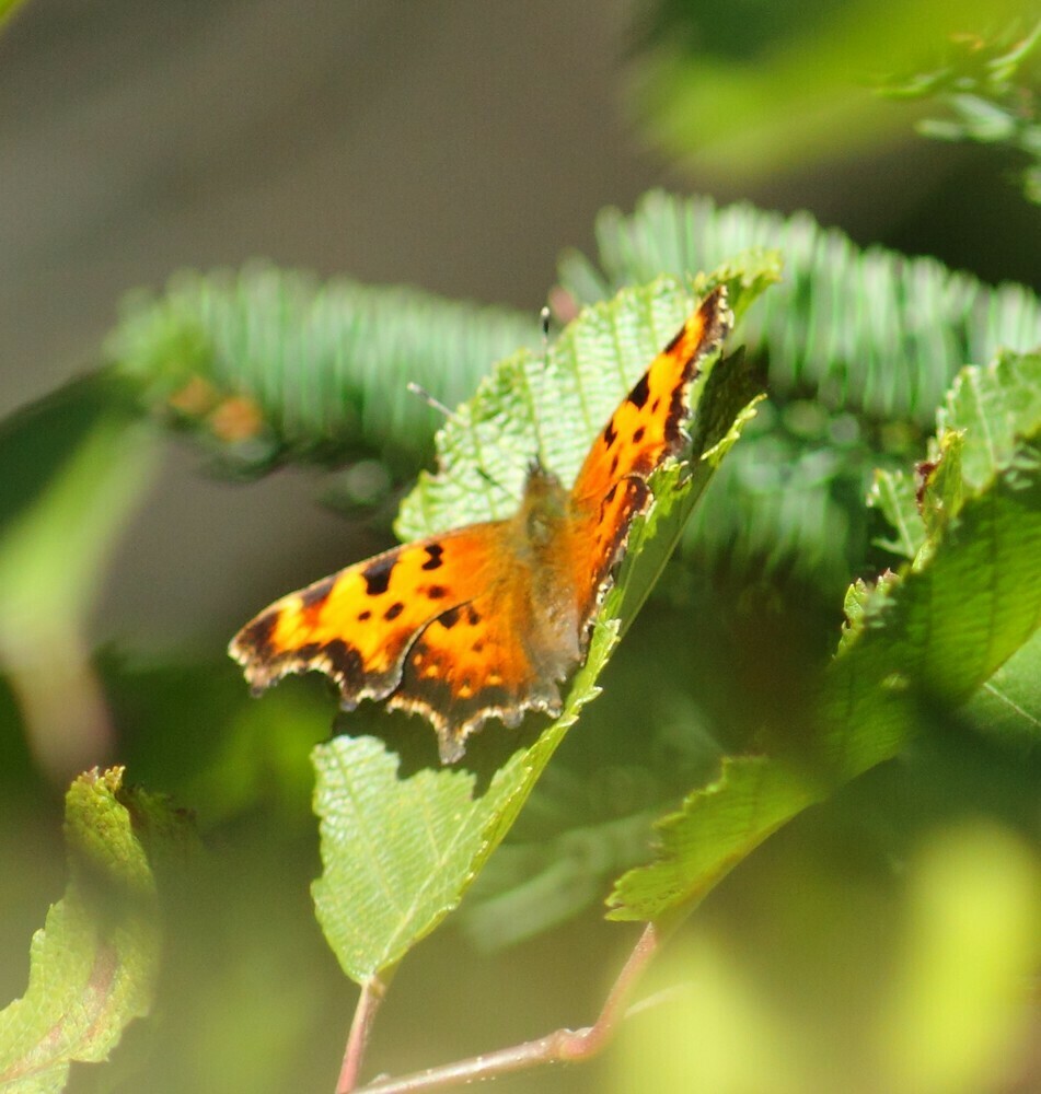 Green Comma from Forillon National Park of Canada on September 27, 2011 ...