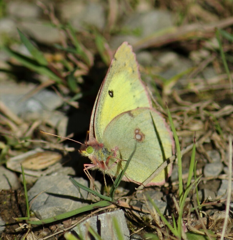Colias philodice eriphyle from Forillon National Park of Canada on ...