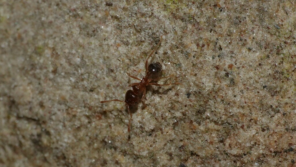 Lophomyrmex quadrispinosus from Bilvkeshwar Mahadev Temple, Haridwar ...