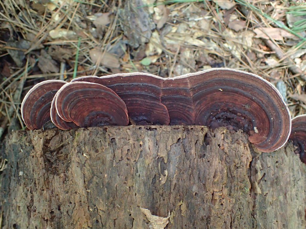 Nigroporus vinosus (Guía general de Macrohongos de Costa Rica I ...