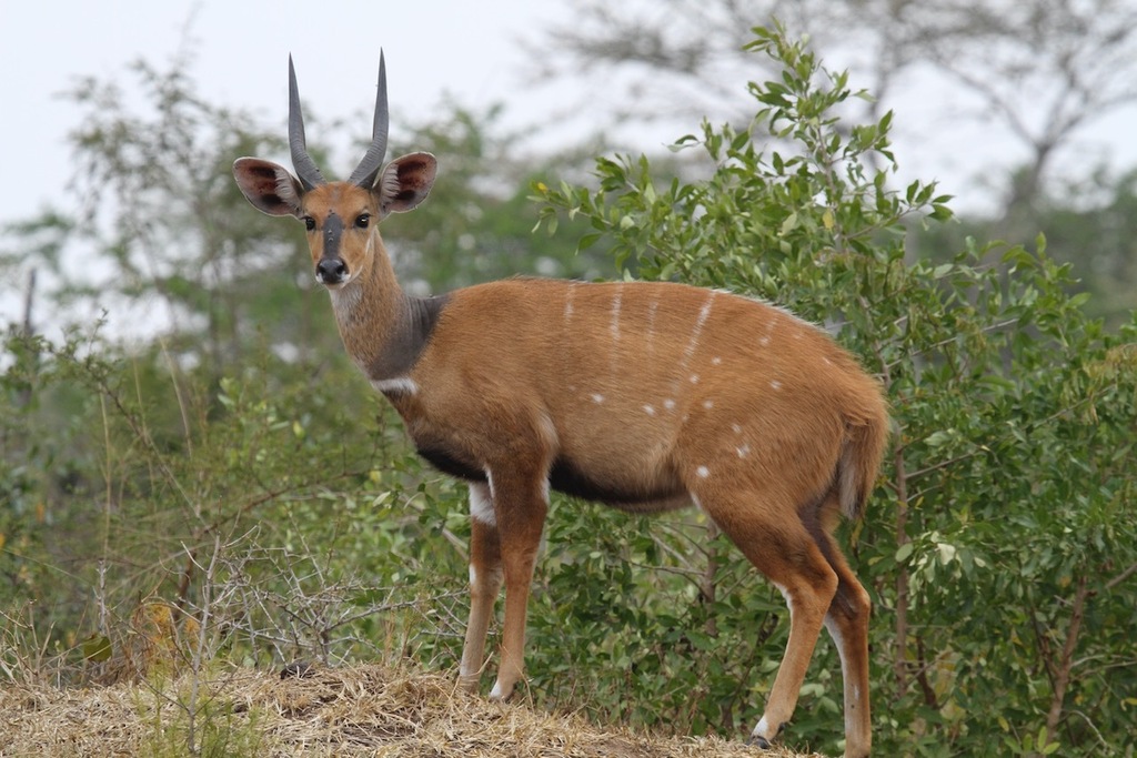 Nile Bushbuck from Kiruhura, Uganda on August 16, 2013 at 02:07 PM by ...