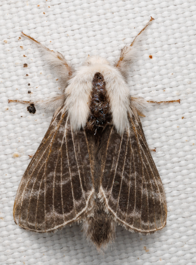 Large Tolype Moth from Emmett Calhoun County, MI, USA on September 12 ...