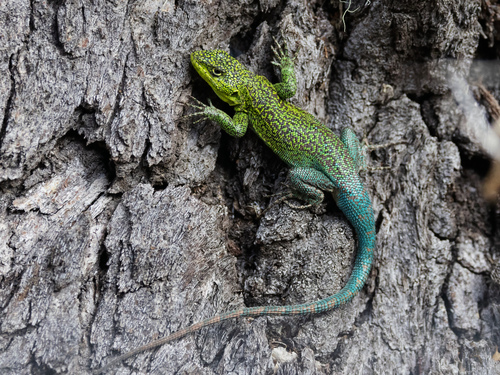 Blue-Green Smooth-throated Lizard (Liolaemus tenuis) - Snakes and Lizards