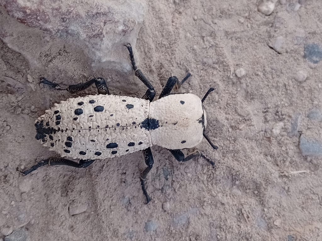 Zopherus chilensis from VP9F+5C, 70477 Roaguía, Oax., México on ...