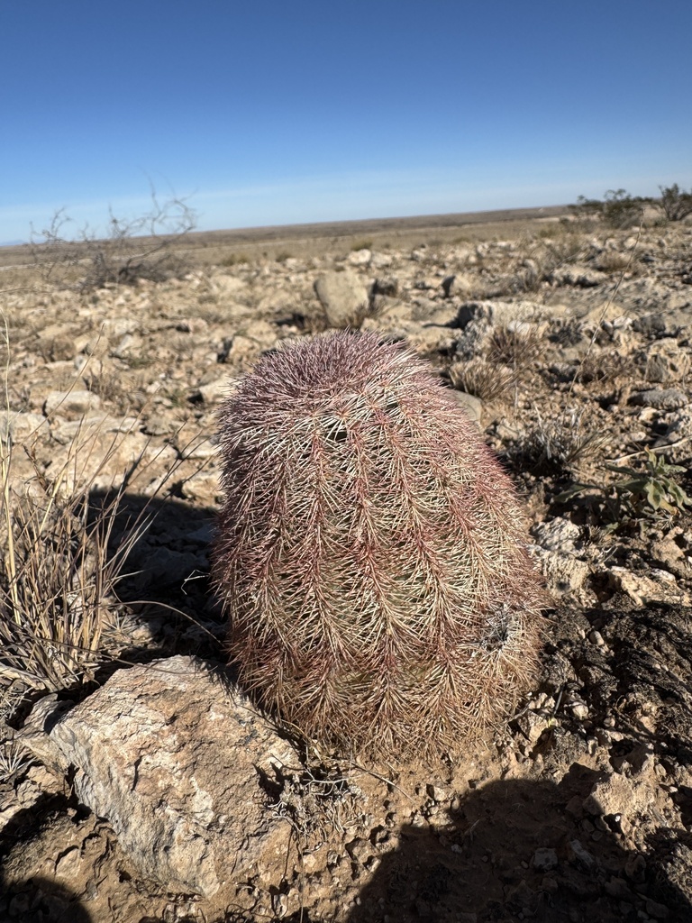 New Mexico Rainbow Cactus from Hope, NM, US on December 19, 2024 at 09: ...