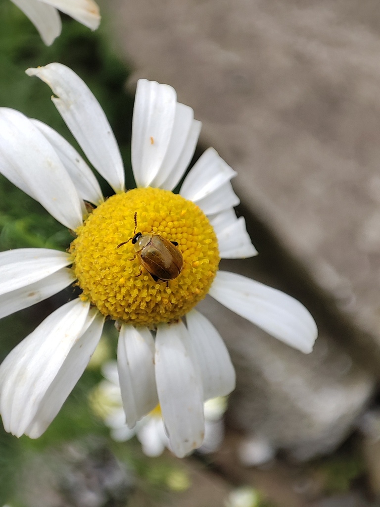 Nonarthra from 中国湖北省神农架林区 on July 15, 2024 at 04:12 PM by zhangwei ...