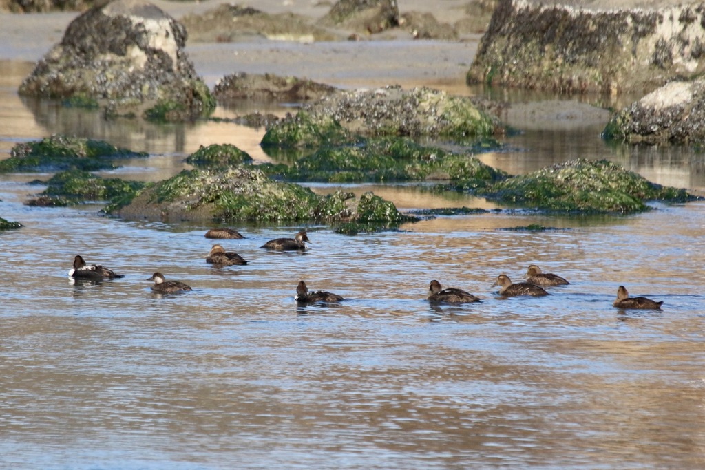 Common Eider from Weekapaug, RI 02891, USA on December 14, 2024 at 12: ...