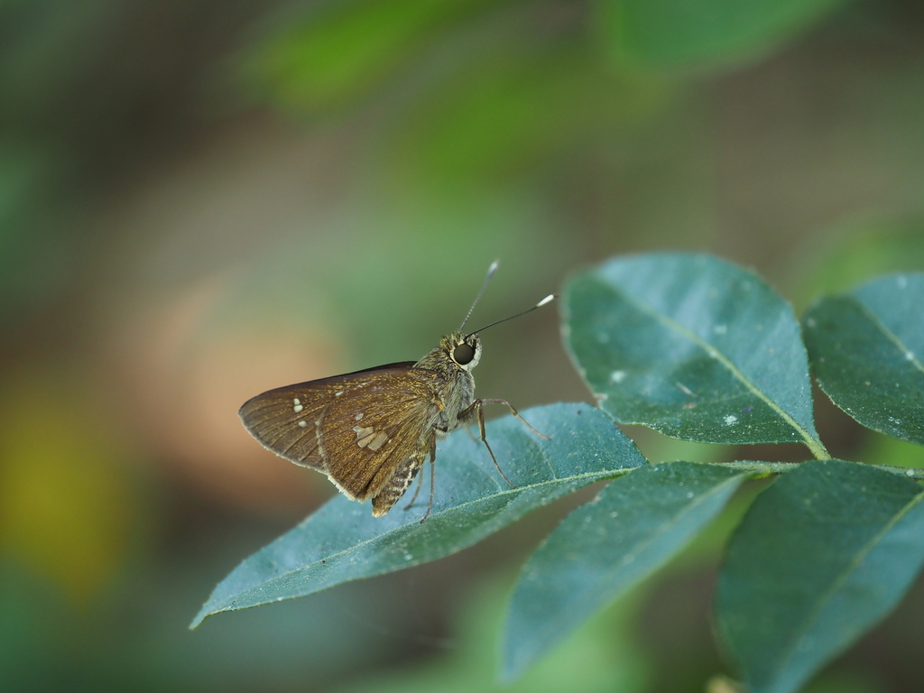 Isma from Kinta District, Perak, Malaysia on November 03, 2024 at 01:26 ...