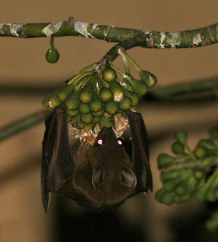 Short-nosed Fruit Bats (Cynopterus) - Know Your Mammals