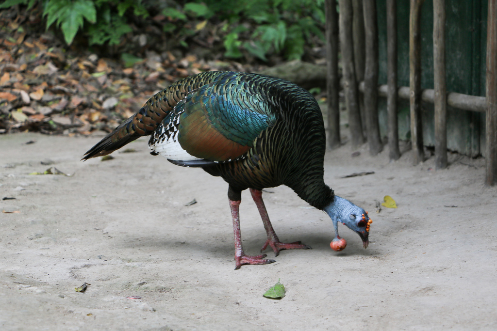Ocellated Turkey in February 2017 by massiel_ninet · iNaturalist