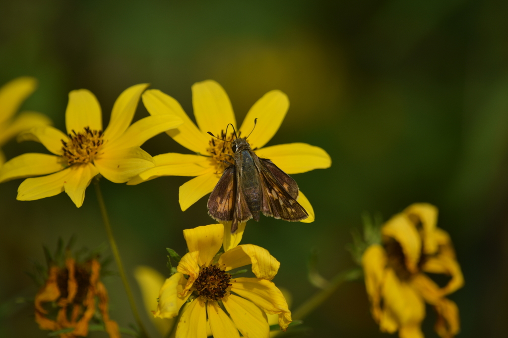 Huron Sachem from Northeast Washington, Washington, DC, USA on ...