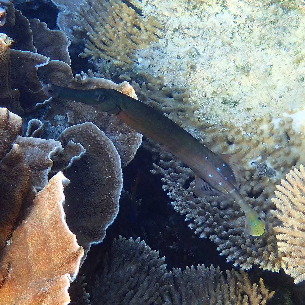 Pacific Trumpetfish from Emily Bay, Kingston 2899, Norfolk Island on ...