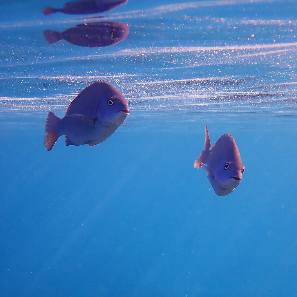 Blue Drummer from Emily Bay, Kingston 2899, Norfolk Island on December ...