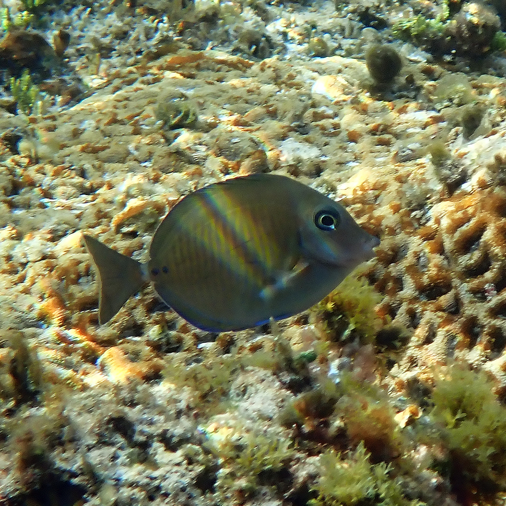 Spotted Sawtail from Emily Bay, Kingston 2899, Norfolk Island on ...