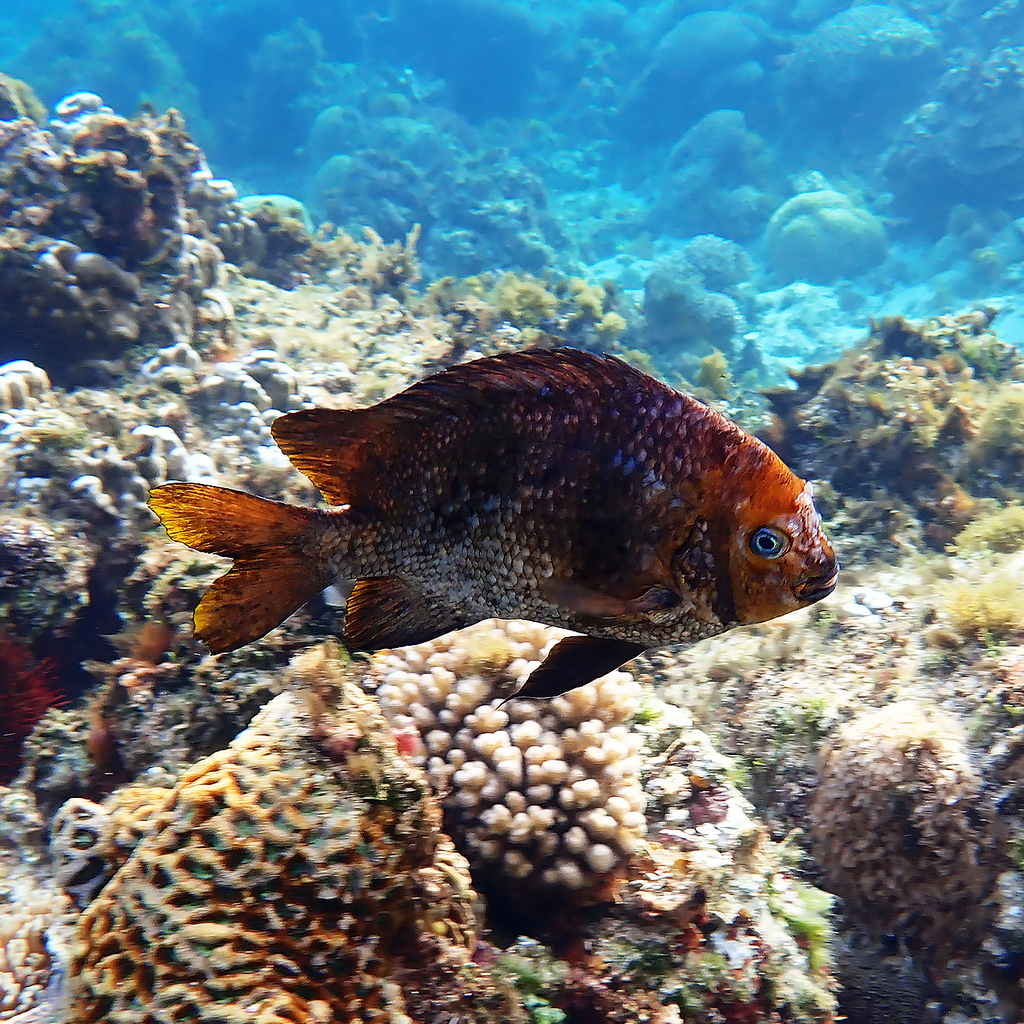 Banded Scalyfin from Emily Bay, Kingston 2899, Norfolk Island on ...